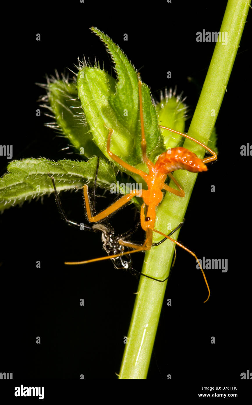 North american wheel bug hi-res stock photography and images - Alamy