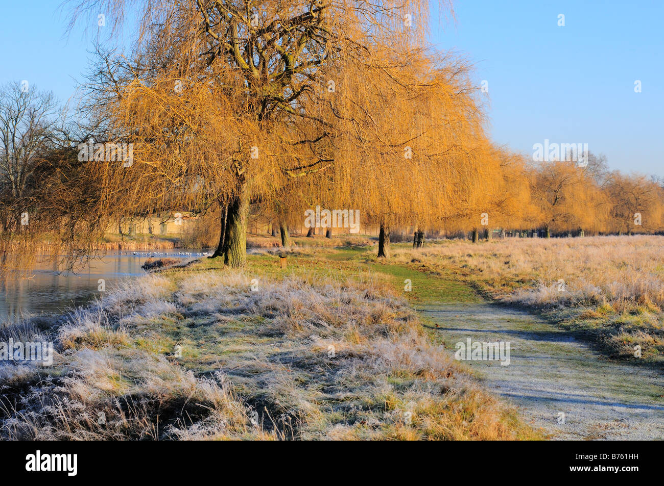 Weeping willow trees in winter Home Park Kingston Surrey Stock Photo ...