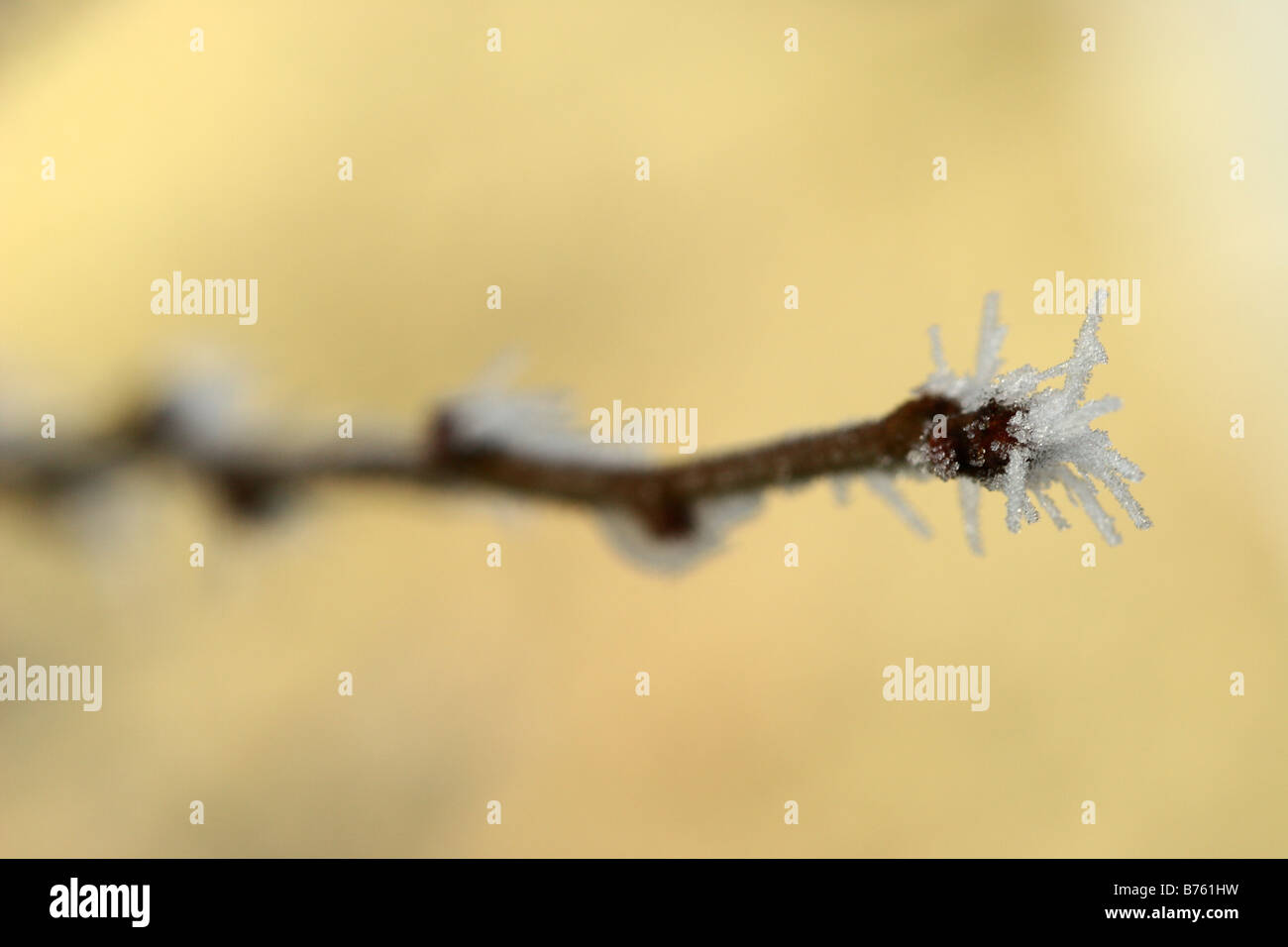 Snap twig hi-res stock photography and images - Alamy