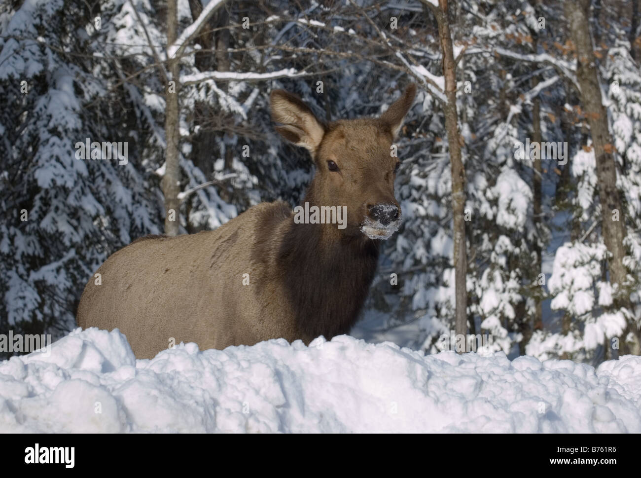 An Elk in deep snow Stock Photo - Alamy