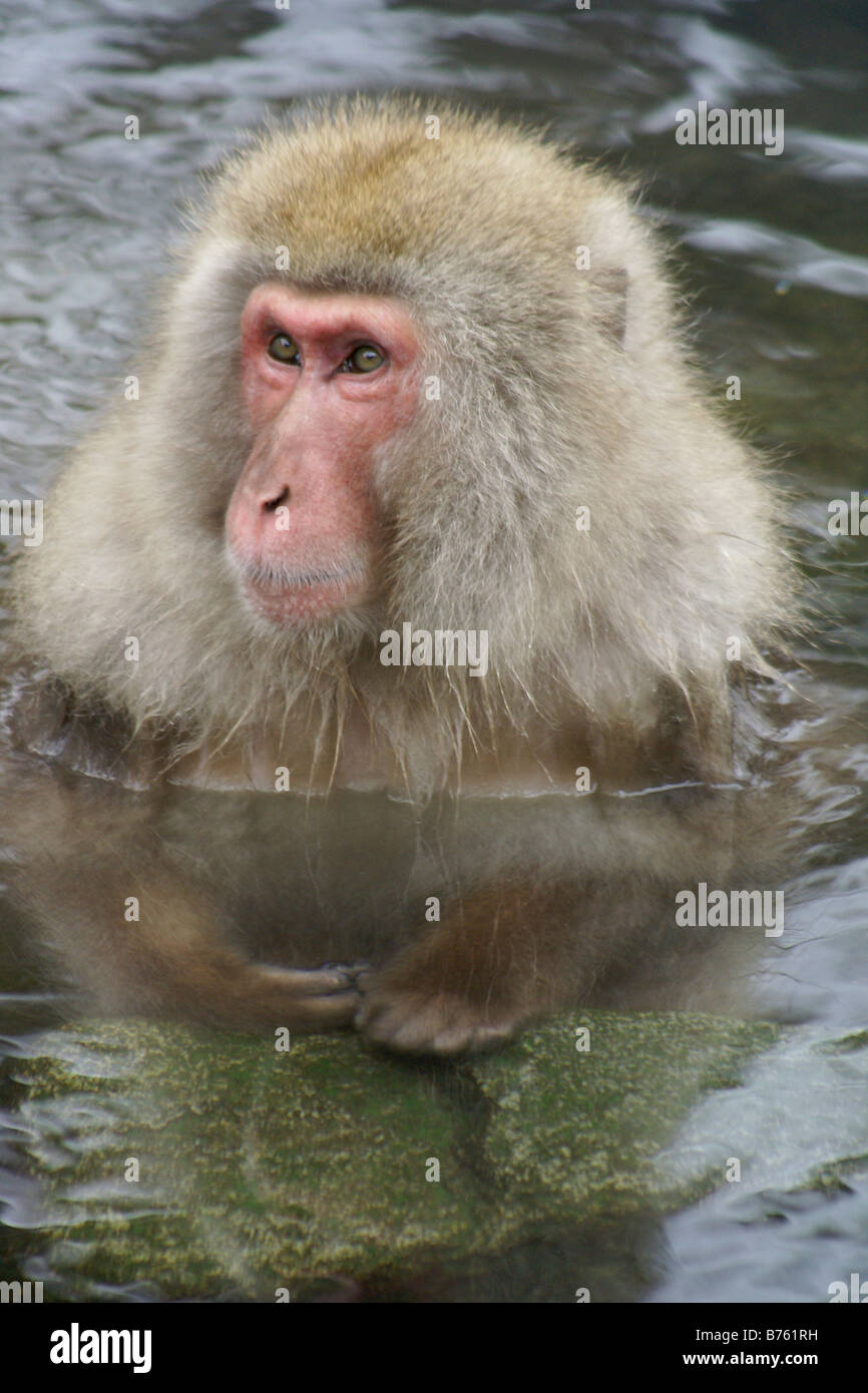 Snow monkey (Japanese macaque) in hot spring, Jigokudani, Japan Stock ...