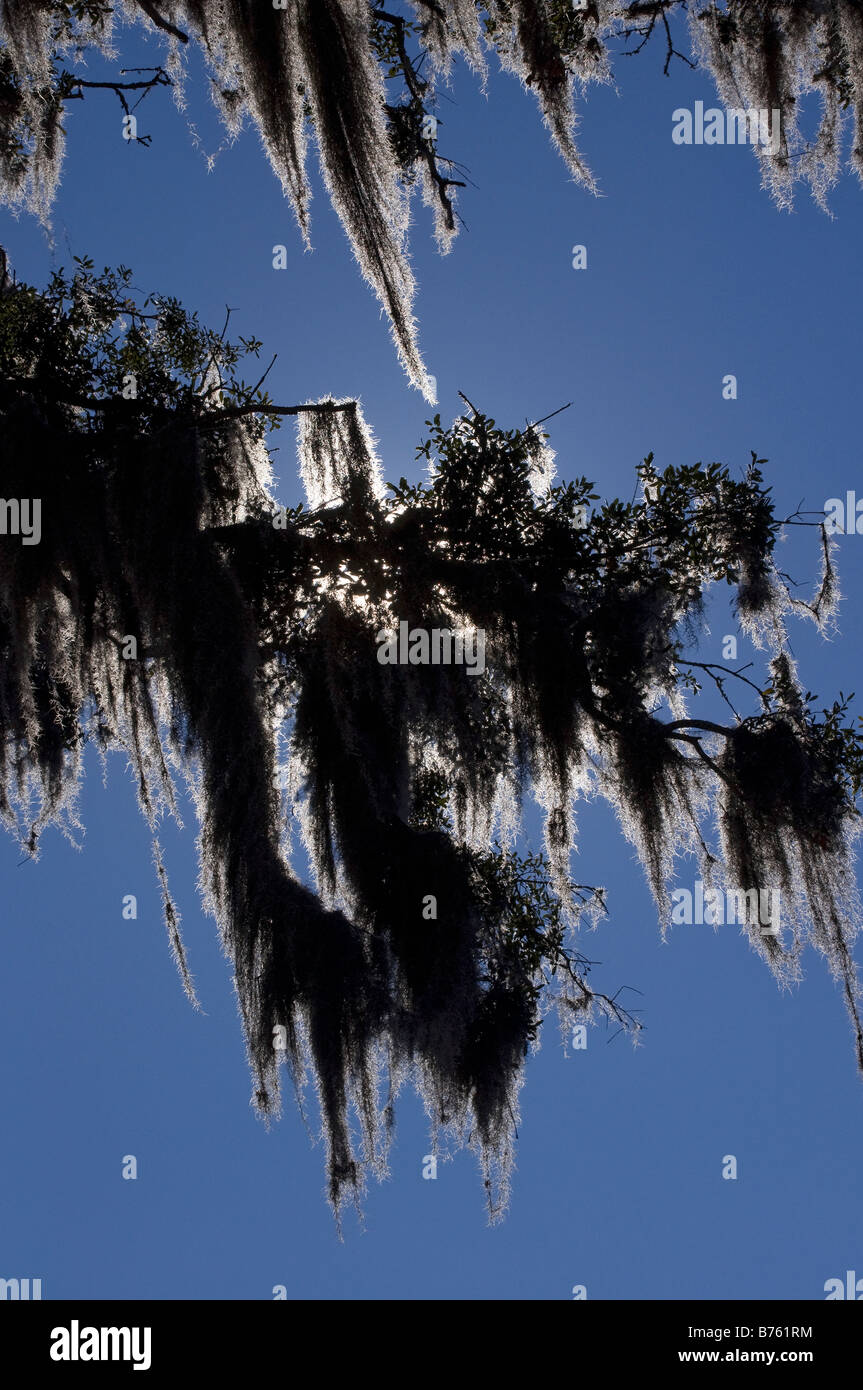Spanish moss hanging from live oak tree backlit by morning sunlight ...