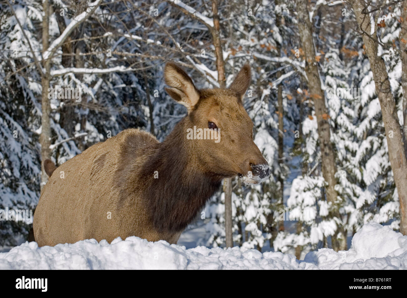 An Elk in deep snow Stock Photo - Alamy