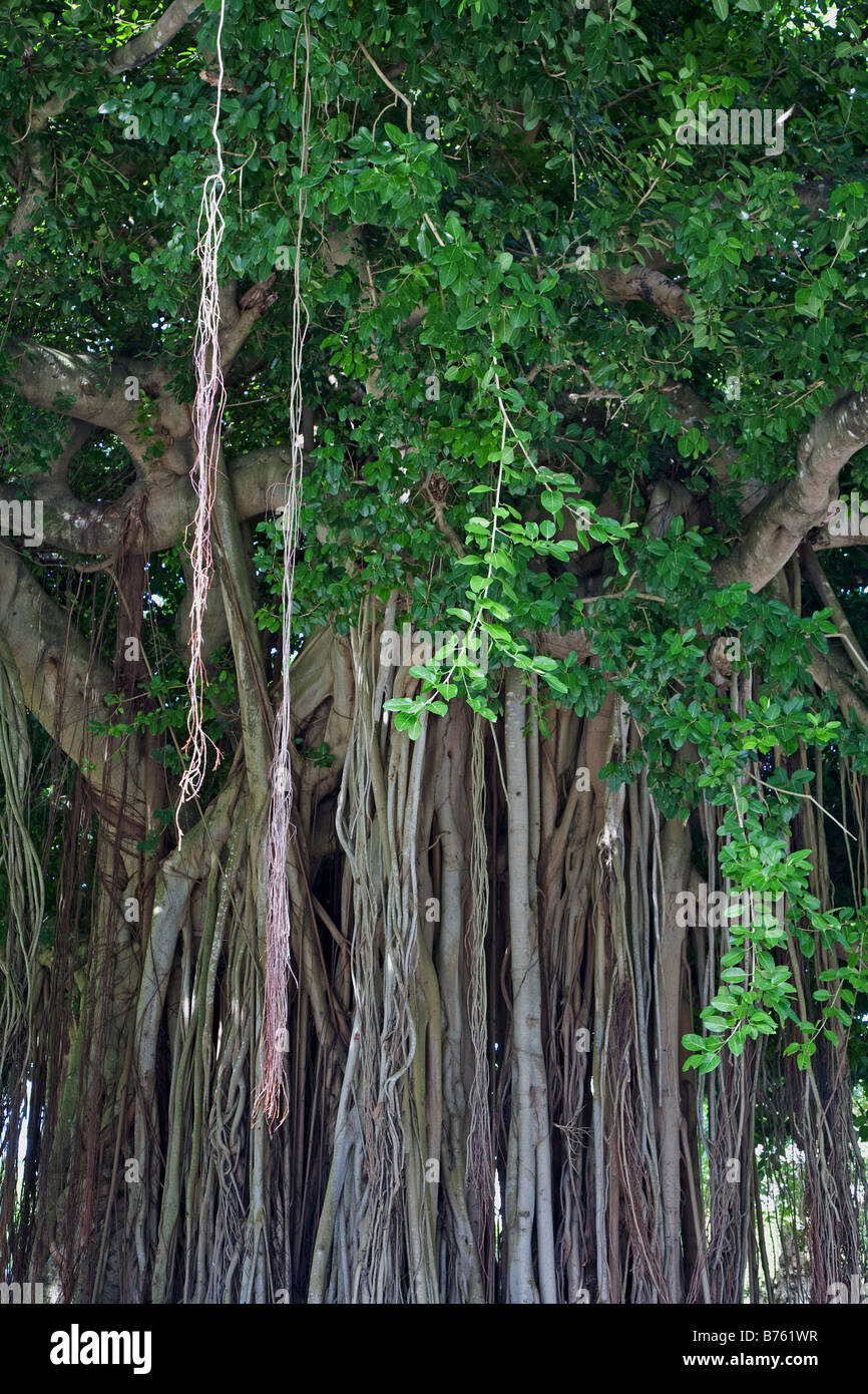 Huge banyan tree hi-res stock photography and images - Alamy