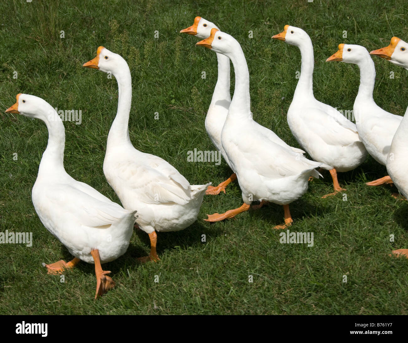 Flying wedge formation hi-res stock photography and images - Alamy