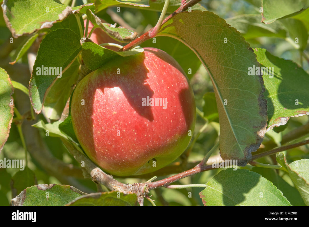 A ripe Haralson apple Stock Photo - Alamy