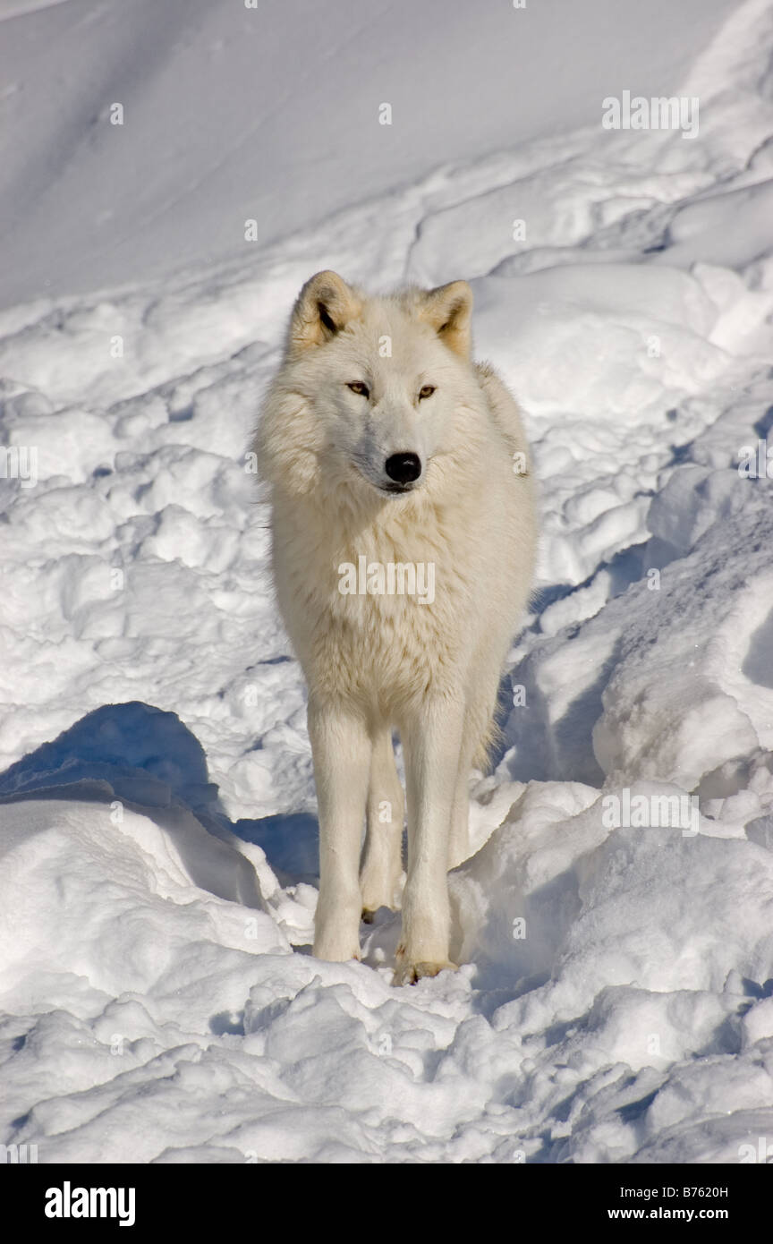 An Arctic Wolf standing Stock Photo - Alamy