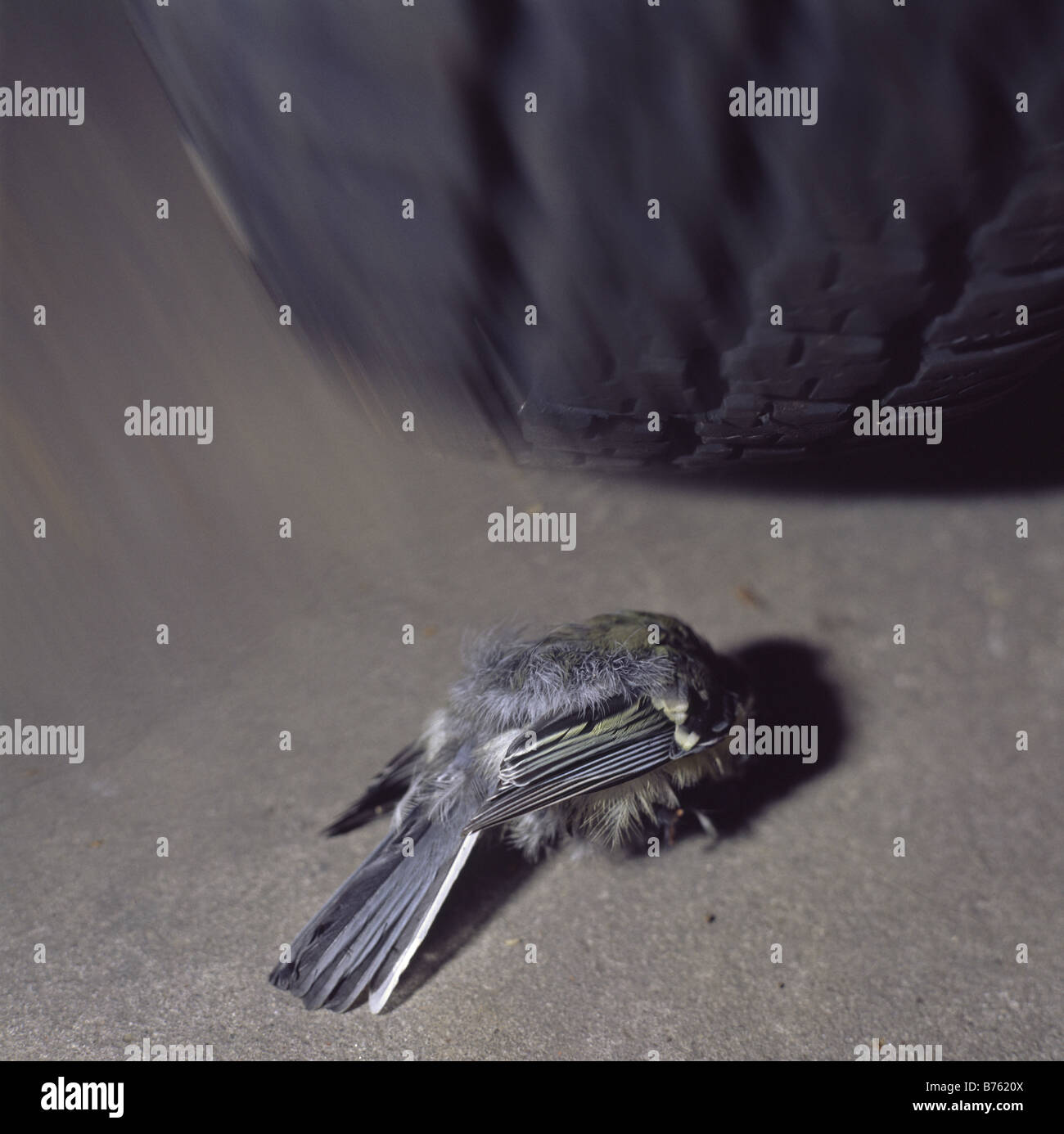 Dead bird lying hi-res stock photography and images - Alamy