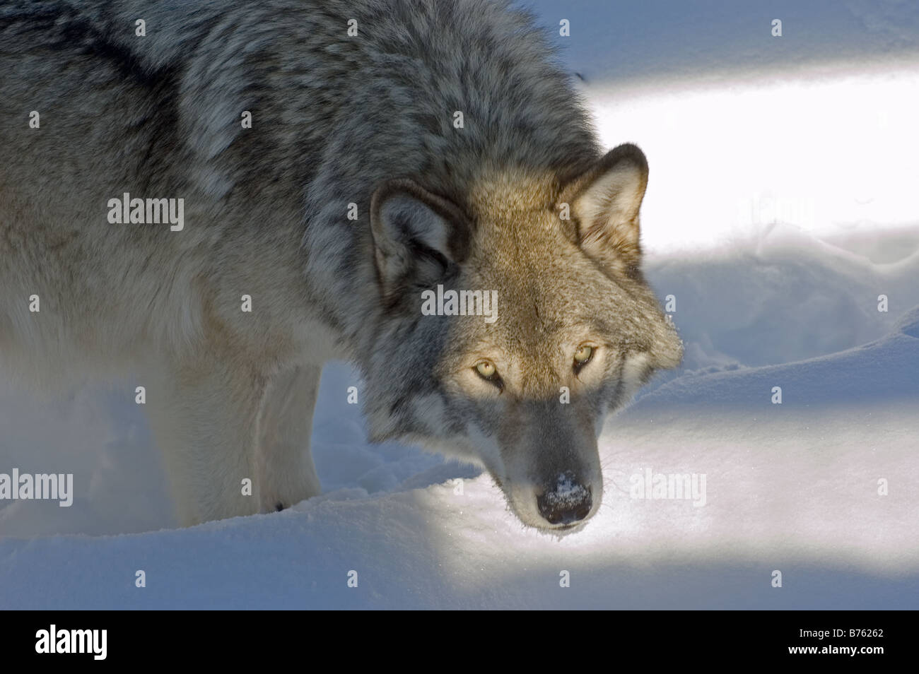 A Timber-wolf in the snow Stock Photo - Alamy