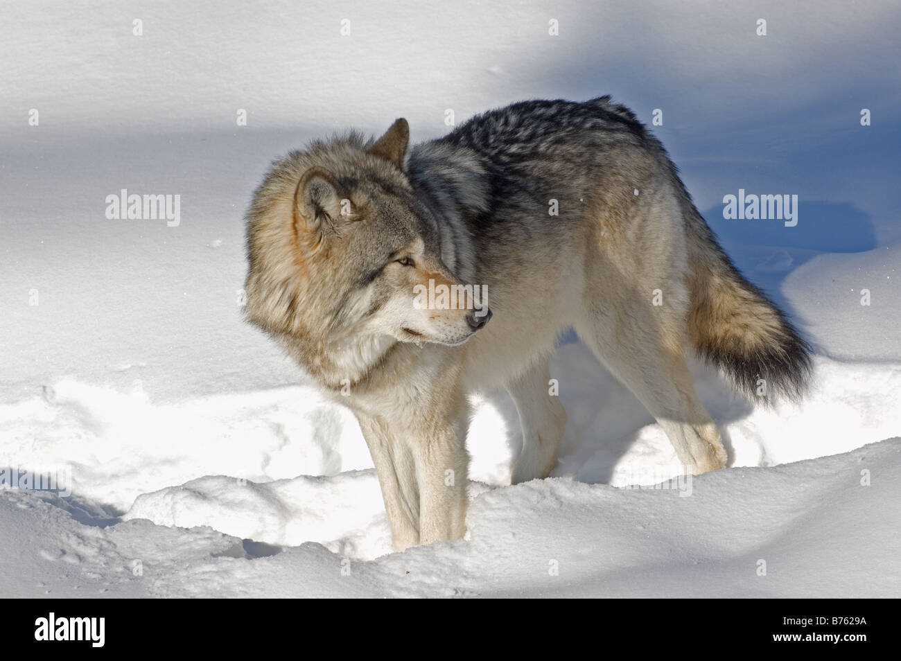 A Timber-wolf in the snow Stock Photo - Alamy