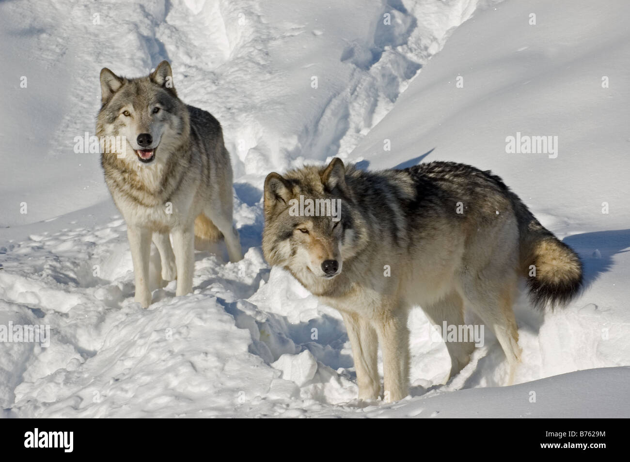 A pair of Timber Wolves Stock Photo - Alamy