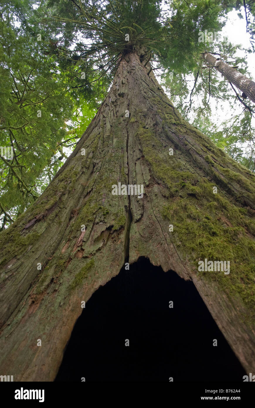 Giant cedar tree hi-res stock photography and images - Alamy