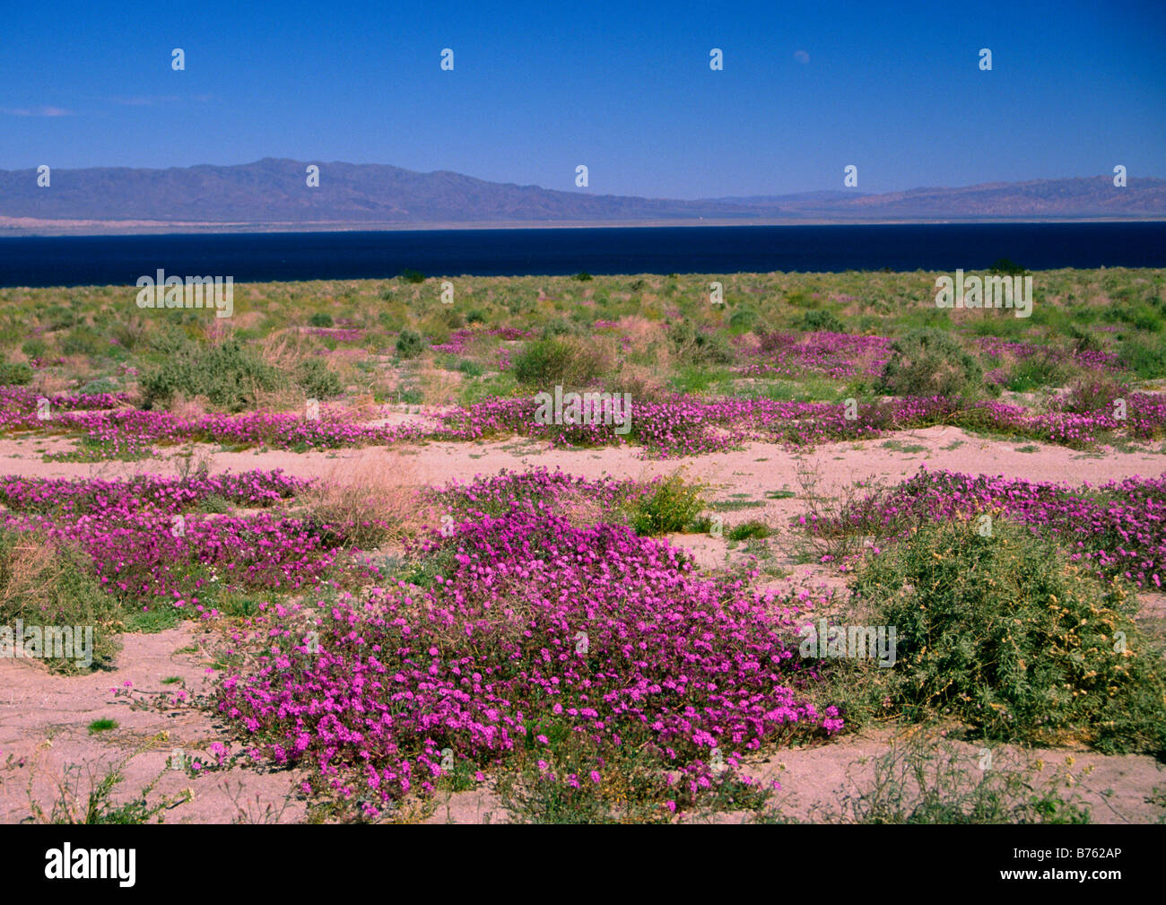 Saltan sea hi-res stock photography and images - Alamy