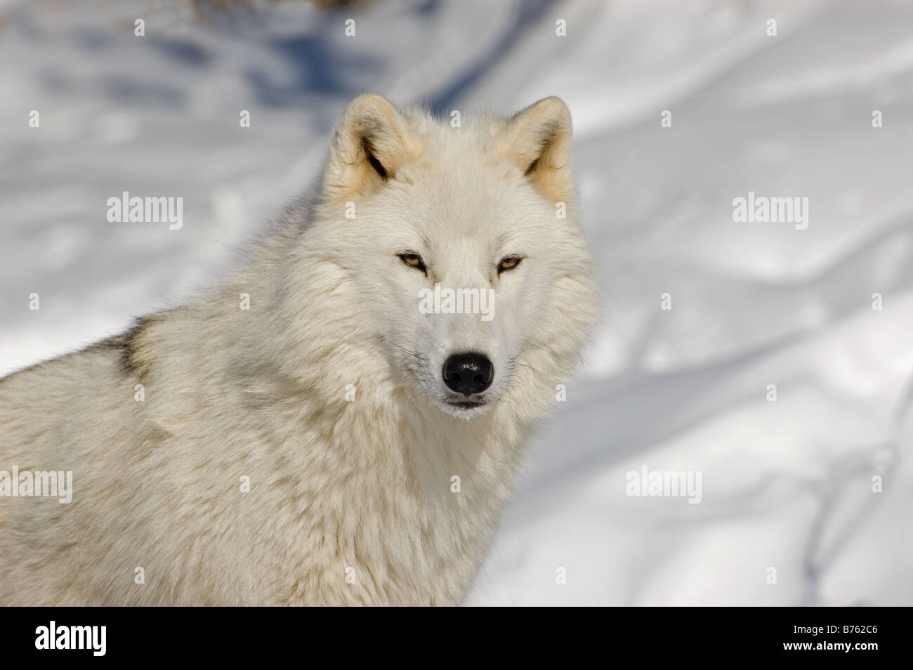Tundra wolf hi-res stock photography and images - Alamy