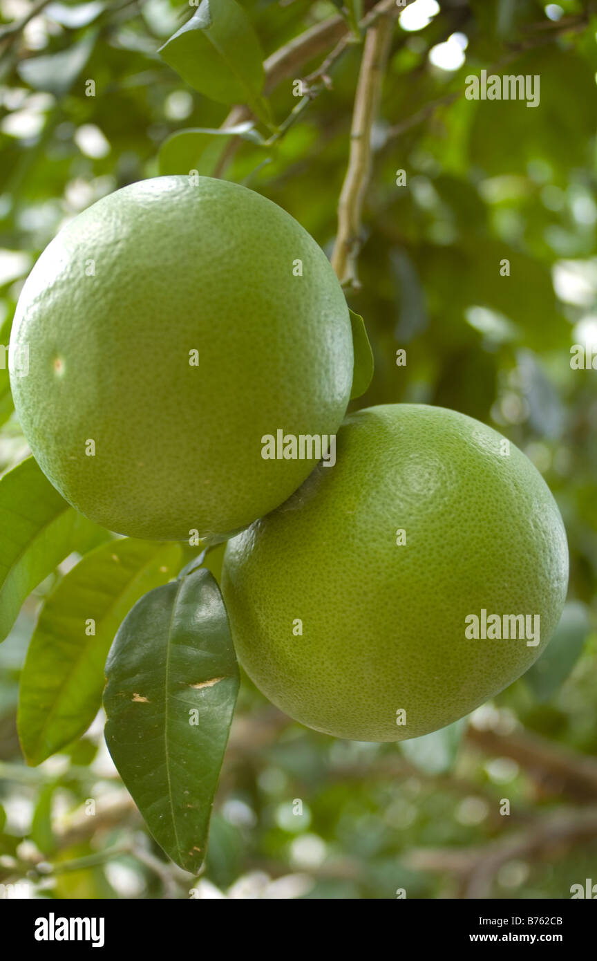 Bulbous fruit hi-res stock photography and images - Alamy