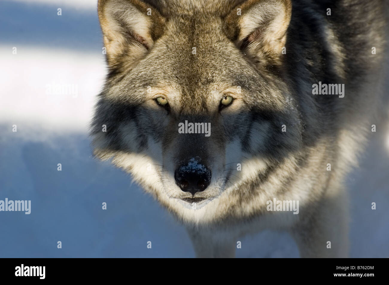 Close-up of a Timber Wolf Stock Photo - Alamy