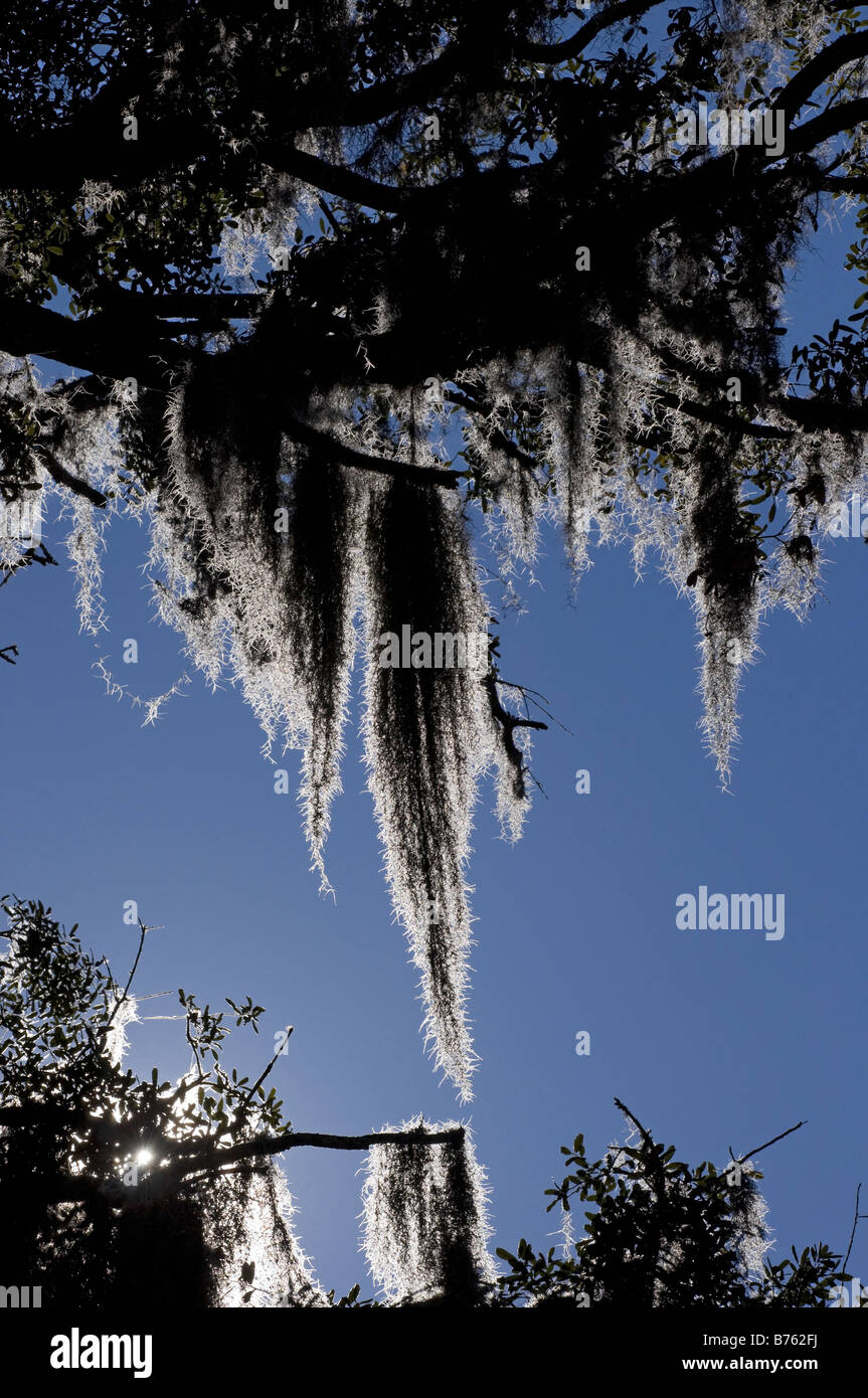 Spanish moss hanging from live oak tree backlit by morning sunlight ...