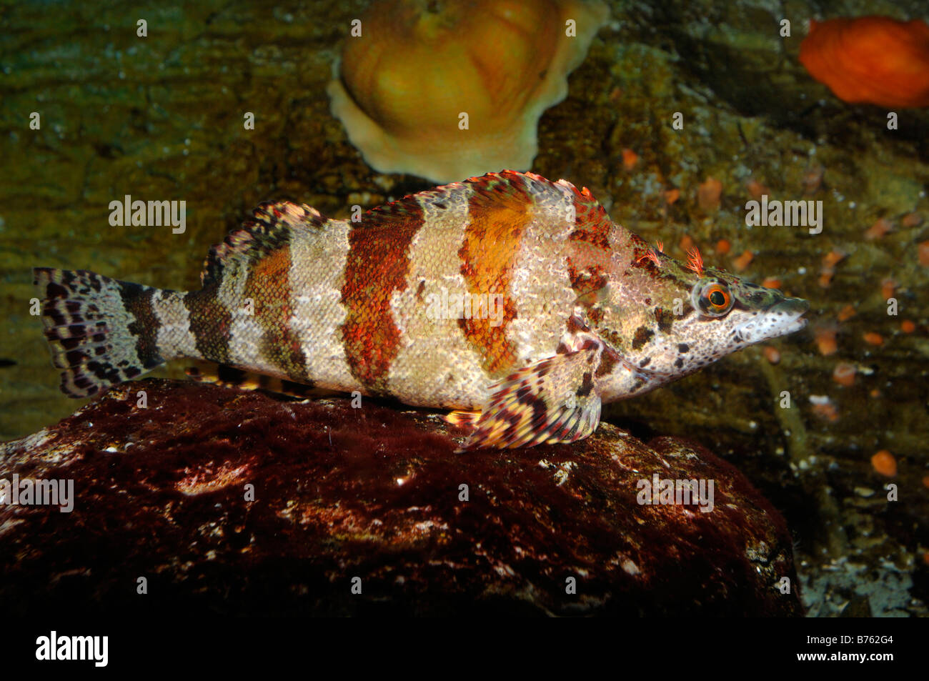 Kelp Greenling High Resolution Stock Photography and Images - Alamy