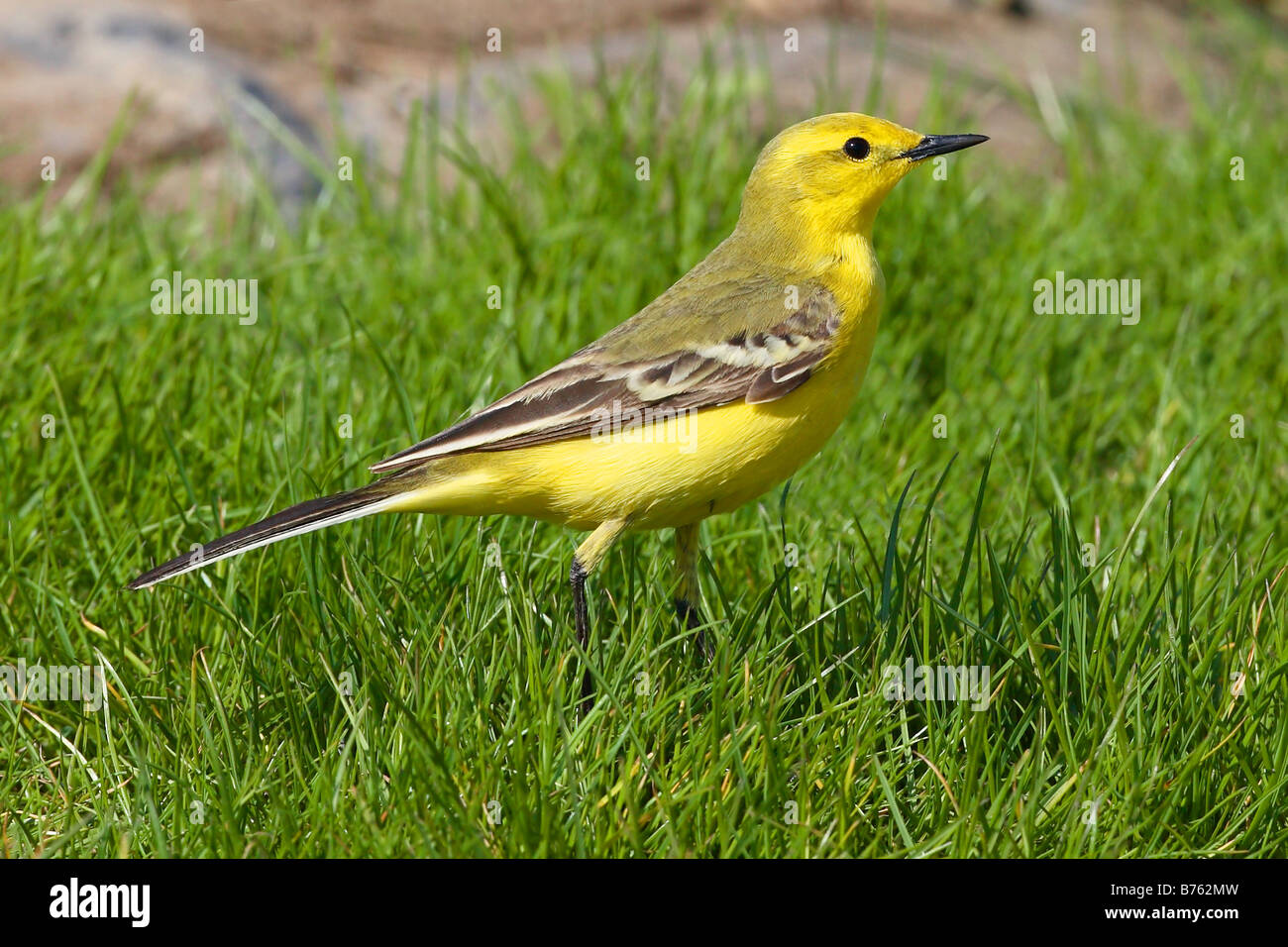 Yellow wagtail hi-res stock photography and images - Alamy