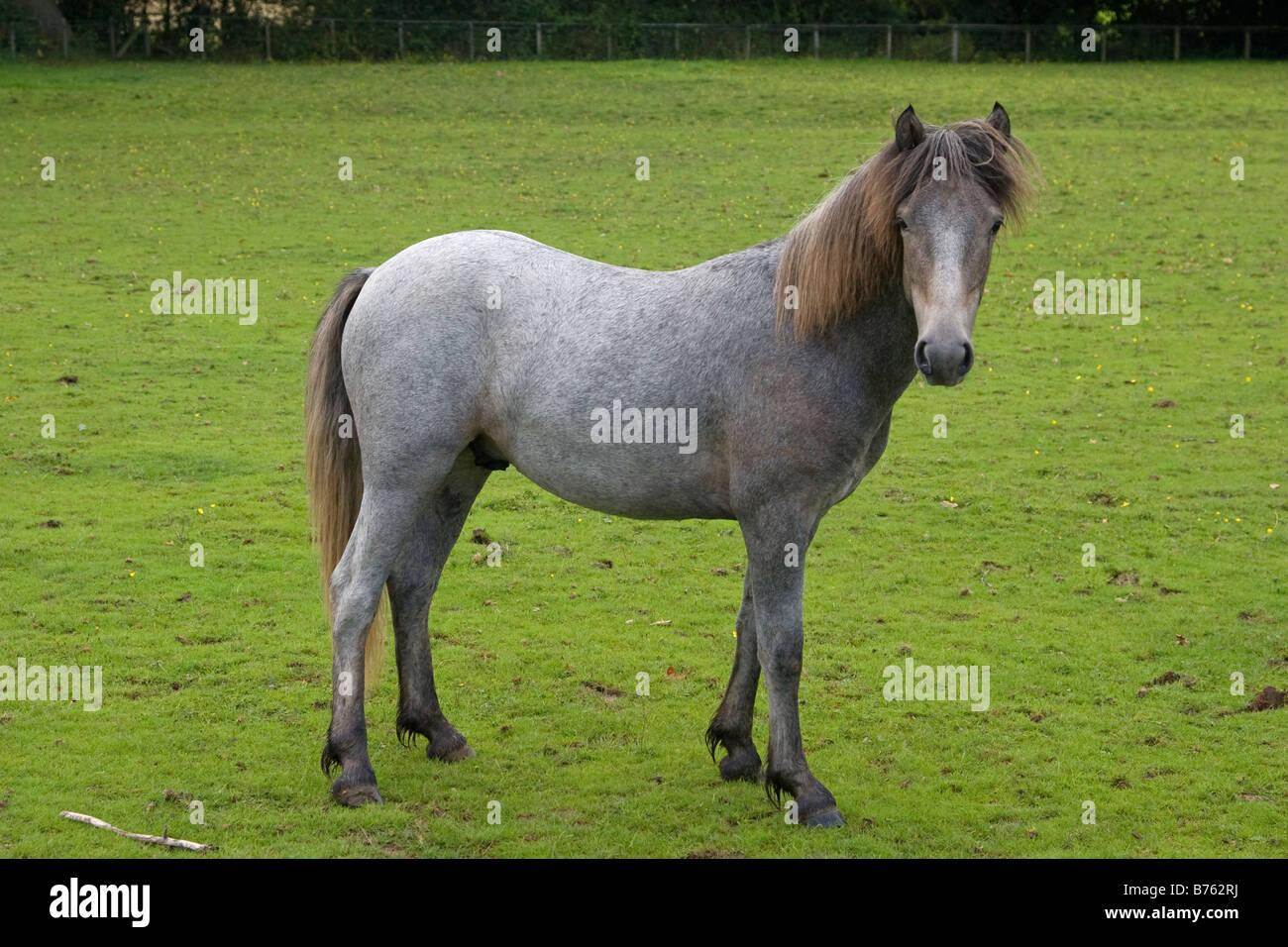 Ponies colt equine hi-res stock photography and images - Alamy