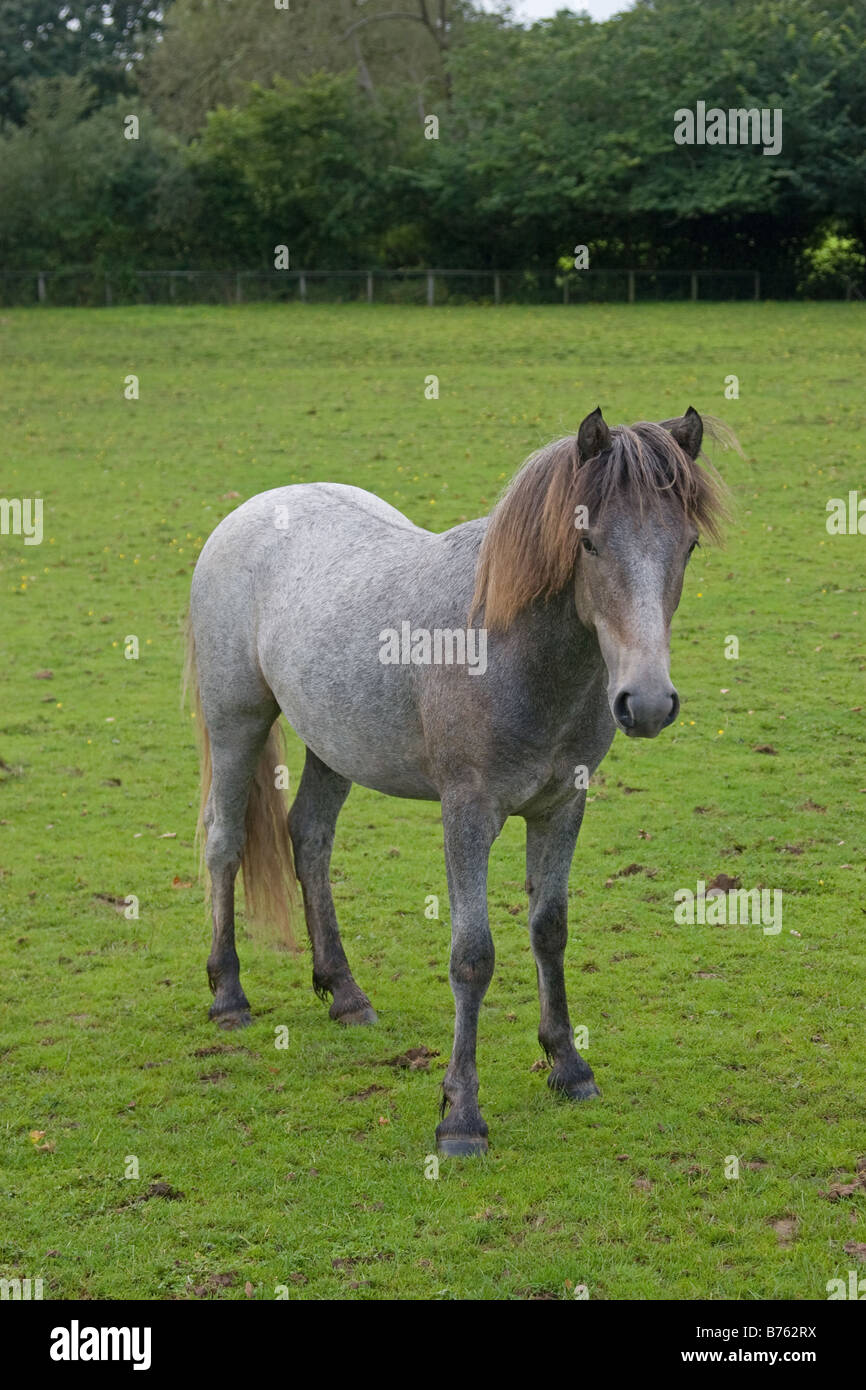 Eriskay pony colt Stock Photo - Alamy