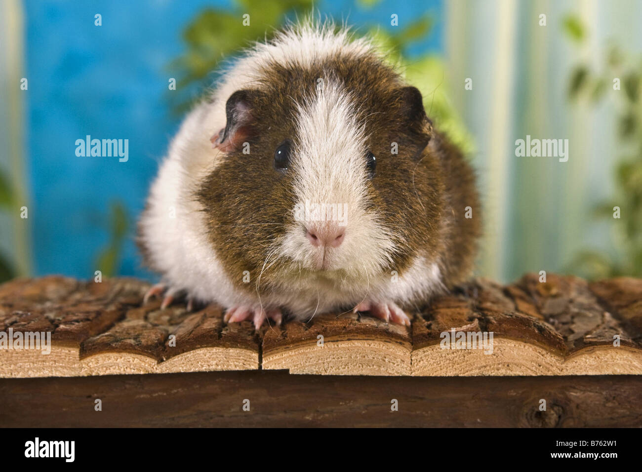 US Teddy Guinea pig, US Teddy (Cavia aperea f. porcellus), portrait ...