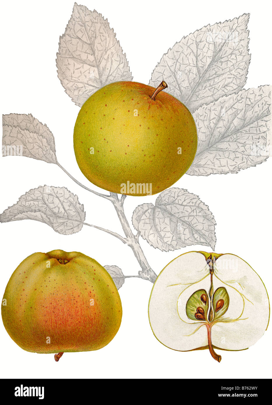 Illustration of the apple "large Astrakan Stock Photo - Alamy