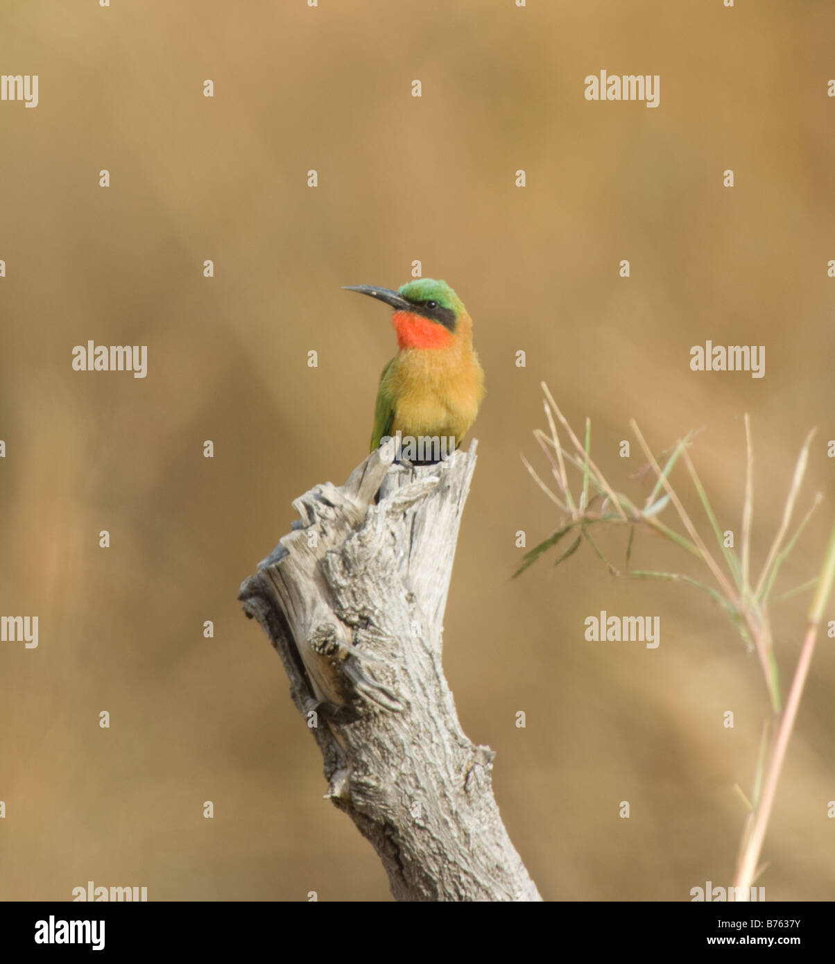 Bullocki bird hi-res stock photography and images - Alamy