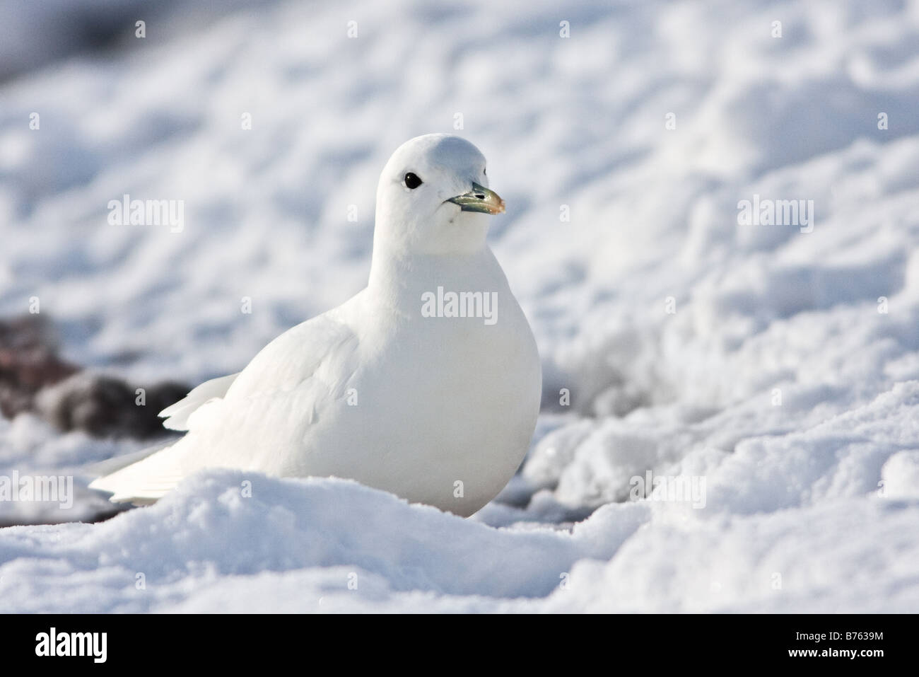 Pure ivory hi-res stock photography and images - Alamy