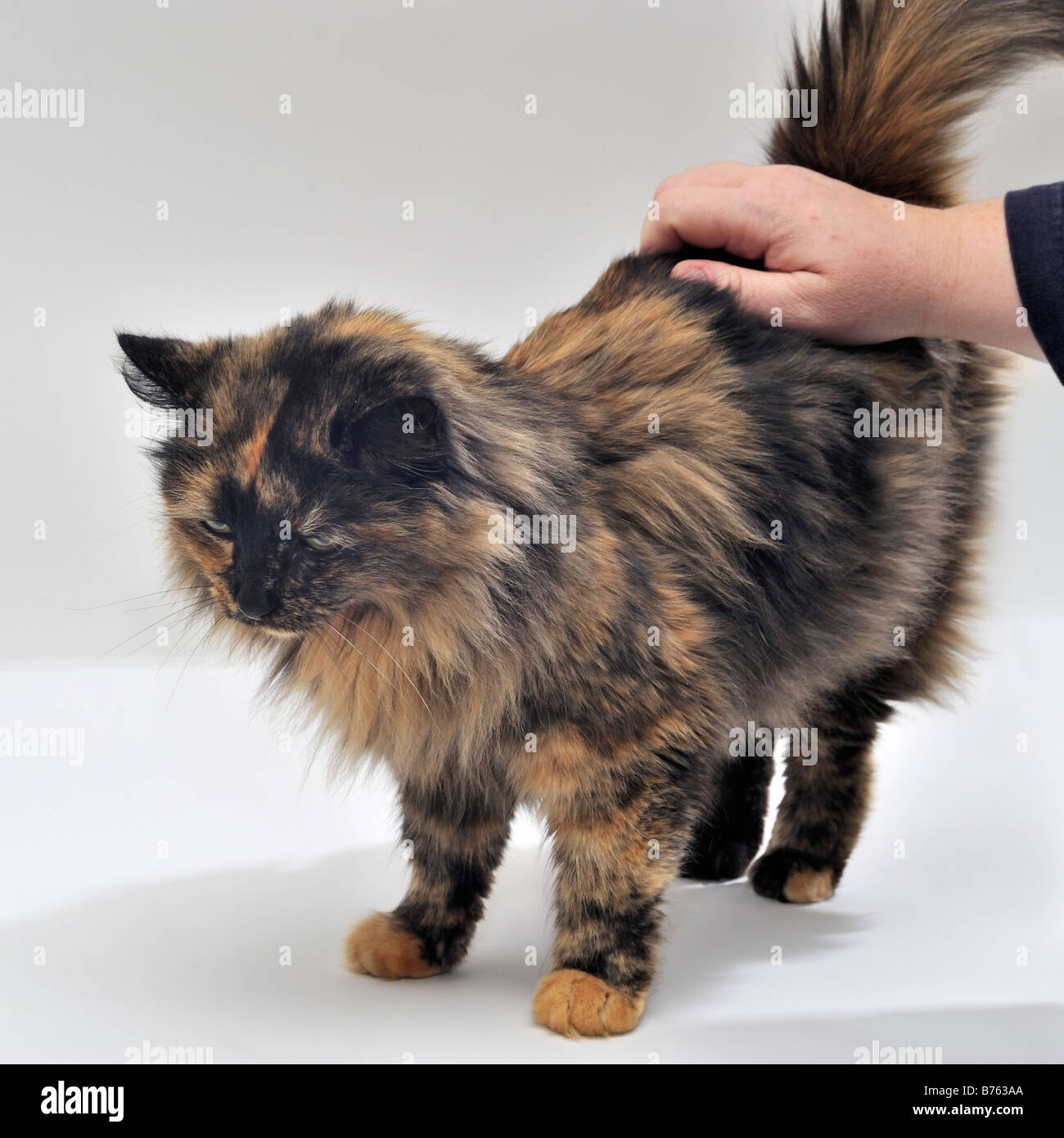 Petted hi-res stock photography and images - Alamy