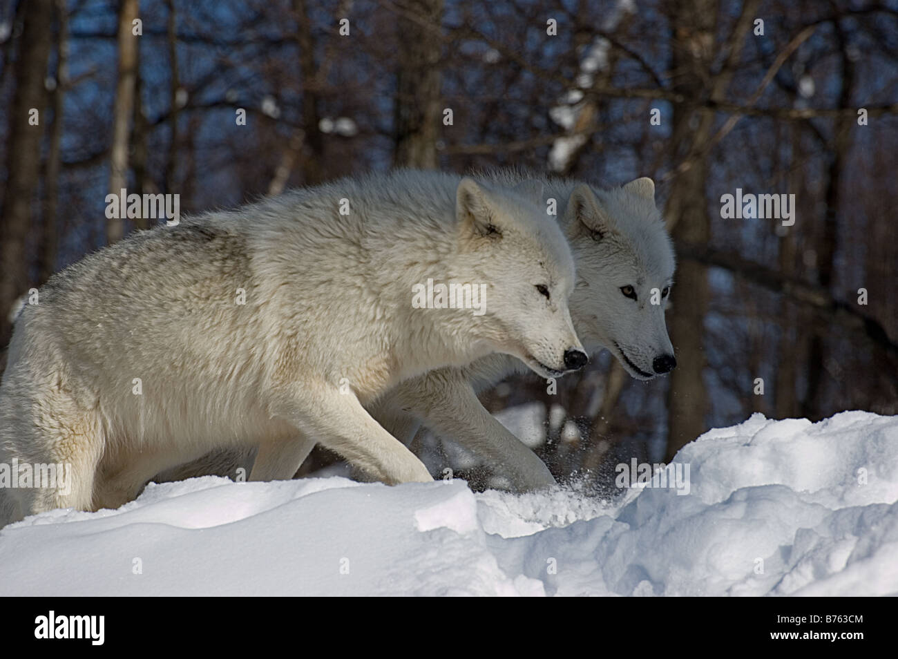 A pair of Arctic Wolves Stock Photo - Alamy