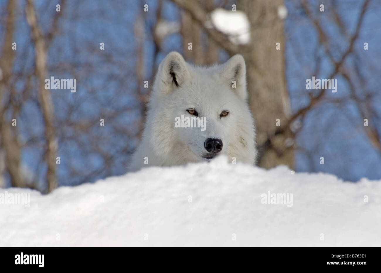 An Arctic Wolf staring over a hill Stock Photo - Alamy