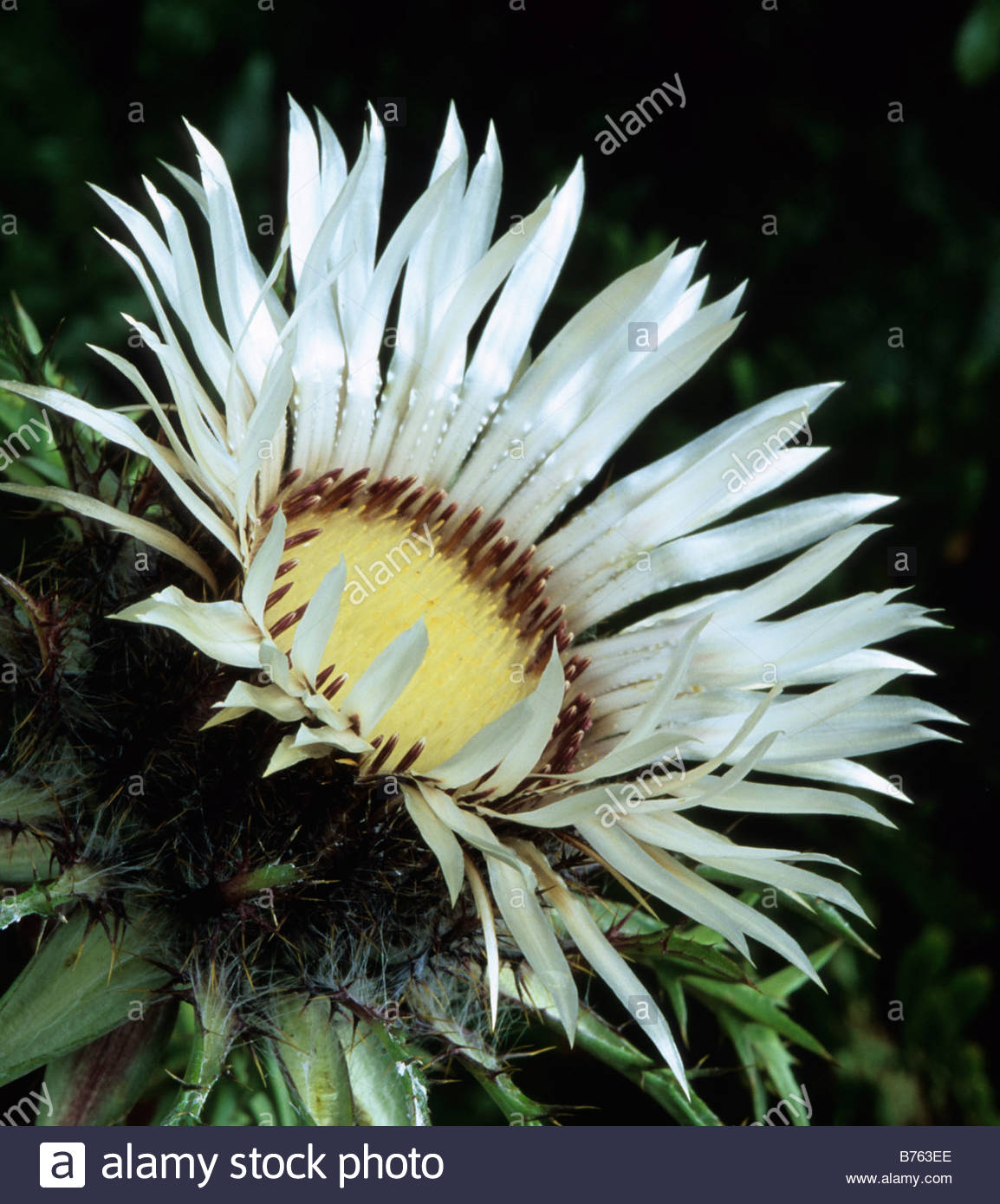 Carlina White Stock Photos & Carlina White Stock Images - Alamy