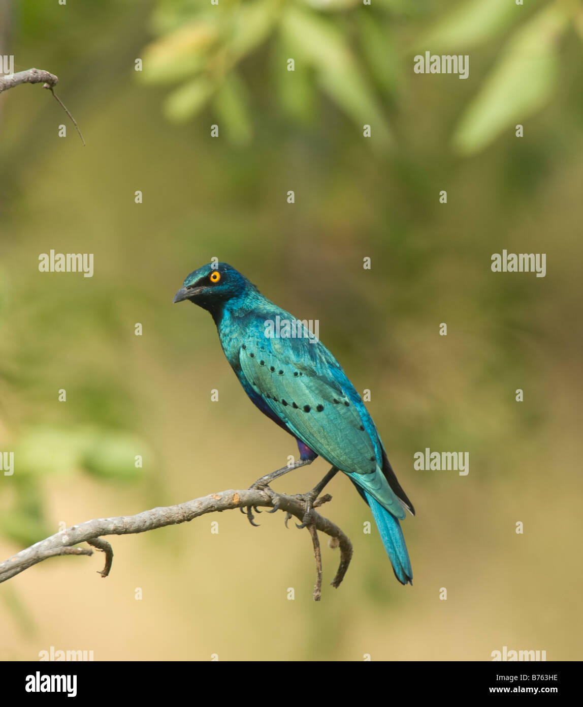 Starling birds hi-res stock photography and images - Alamy