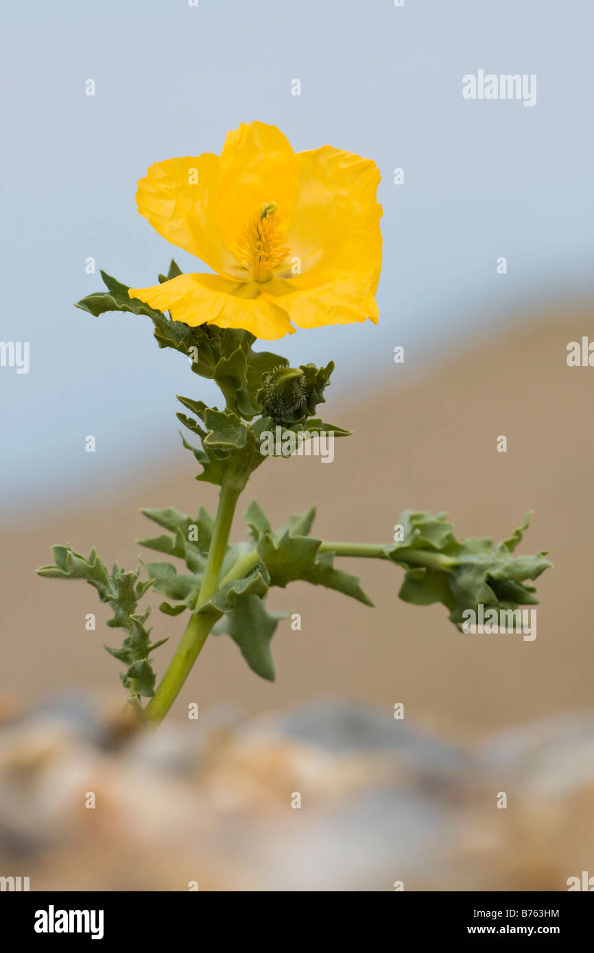 Yellow horned Poppy Stock Photo - Alamy