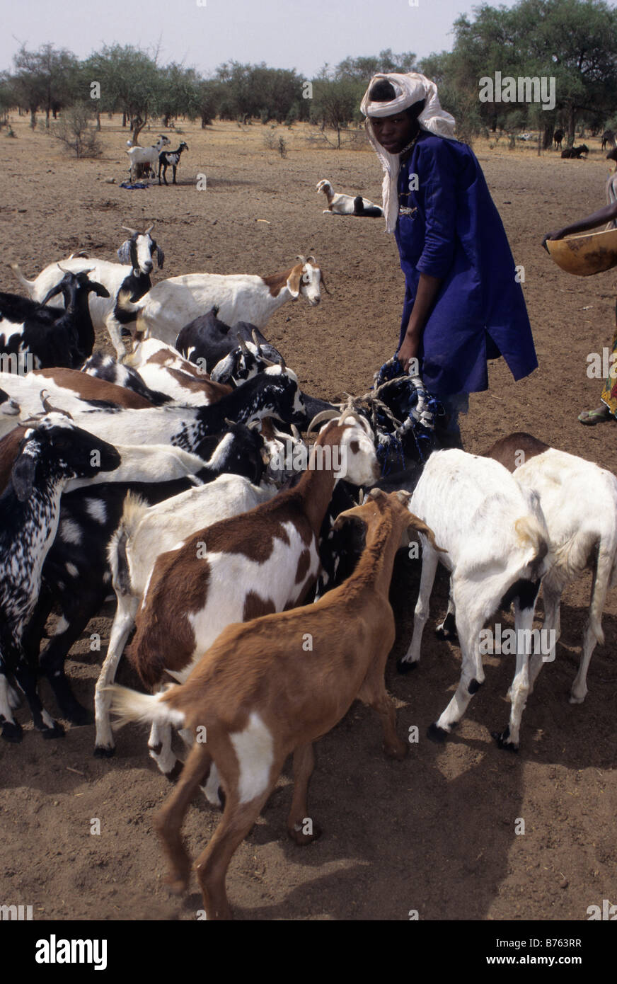 Akadaney, Niger, West Africa. Fulani Boy Watering Livestock in Semi ...