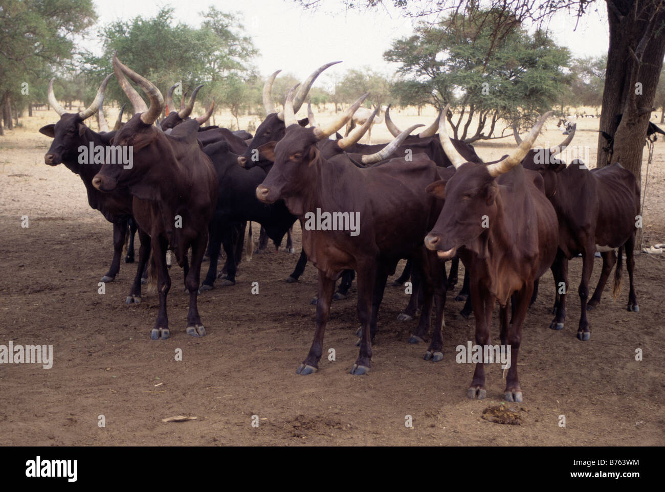 Fulani cattle hi-res stock photography and images - Alamy