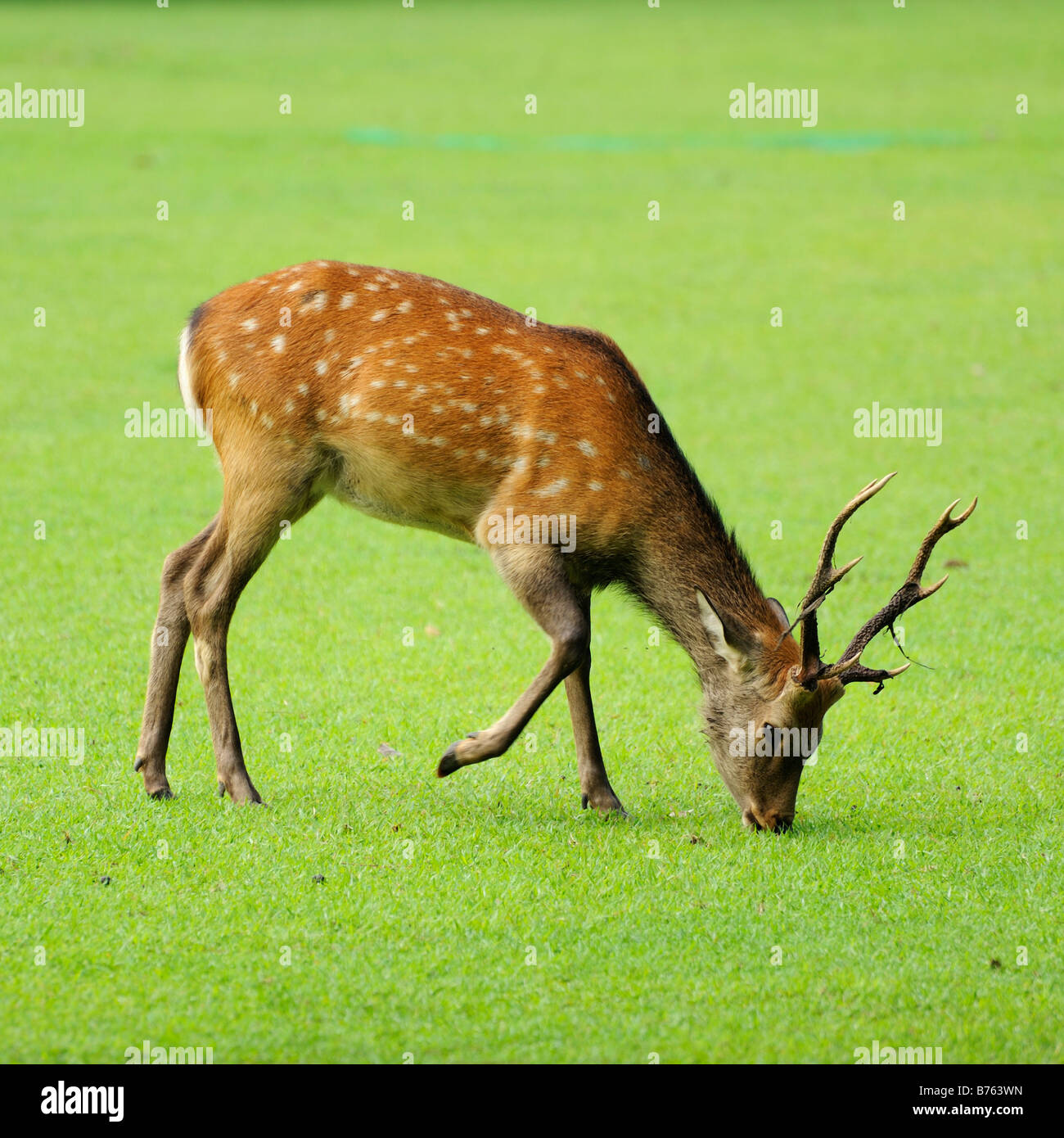 Tame deer grazing around Todai Ji temple, Nara JP Stock Photo - Alamy