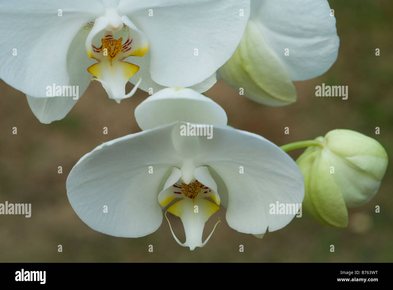 One of the popular flower at Indonesia and become one of Indonesian ...