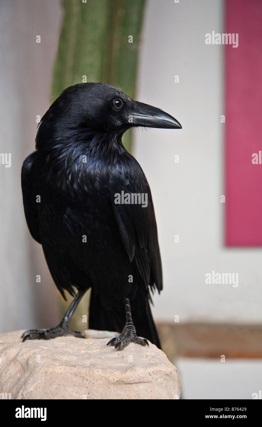 A BLACK CROW at a gallery in the ghost town of MINERAL DE POZOS a small ...