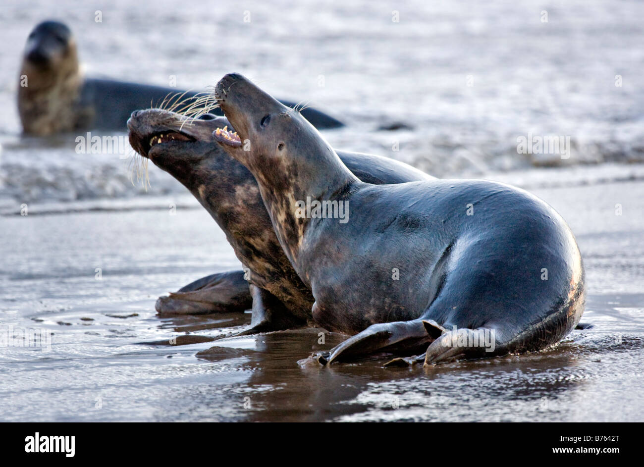 Grey Seals Halichoerus Gryphus fighting over territory Stock Photo - Alamy