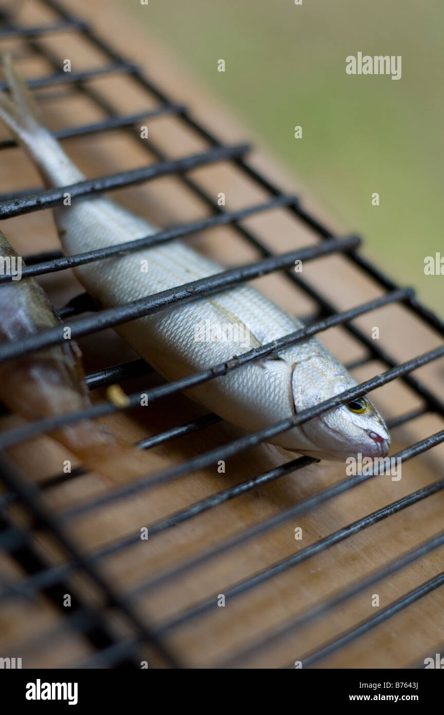 Flesh eating fish hi-res stock photography and images - Alamy