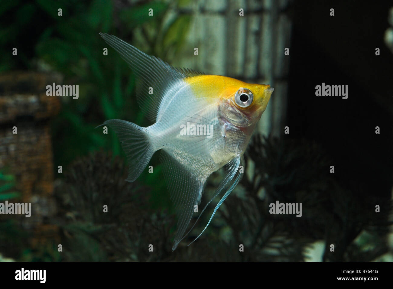 Angel Fish in tropical aquarium Stock Photo - Alamy
