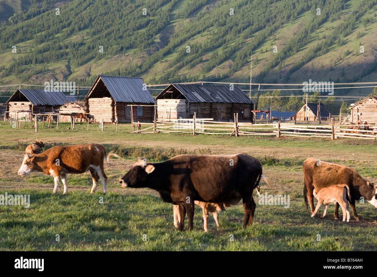 Park cattle hi-res stock photography and images - Alamy