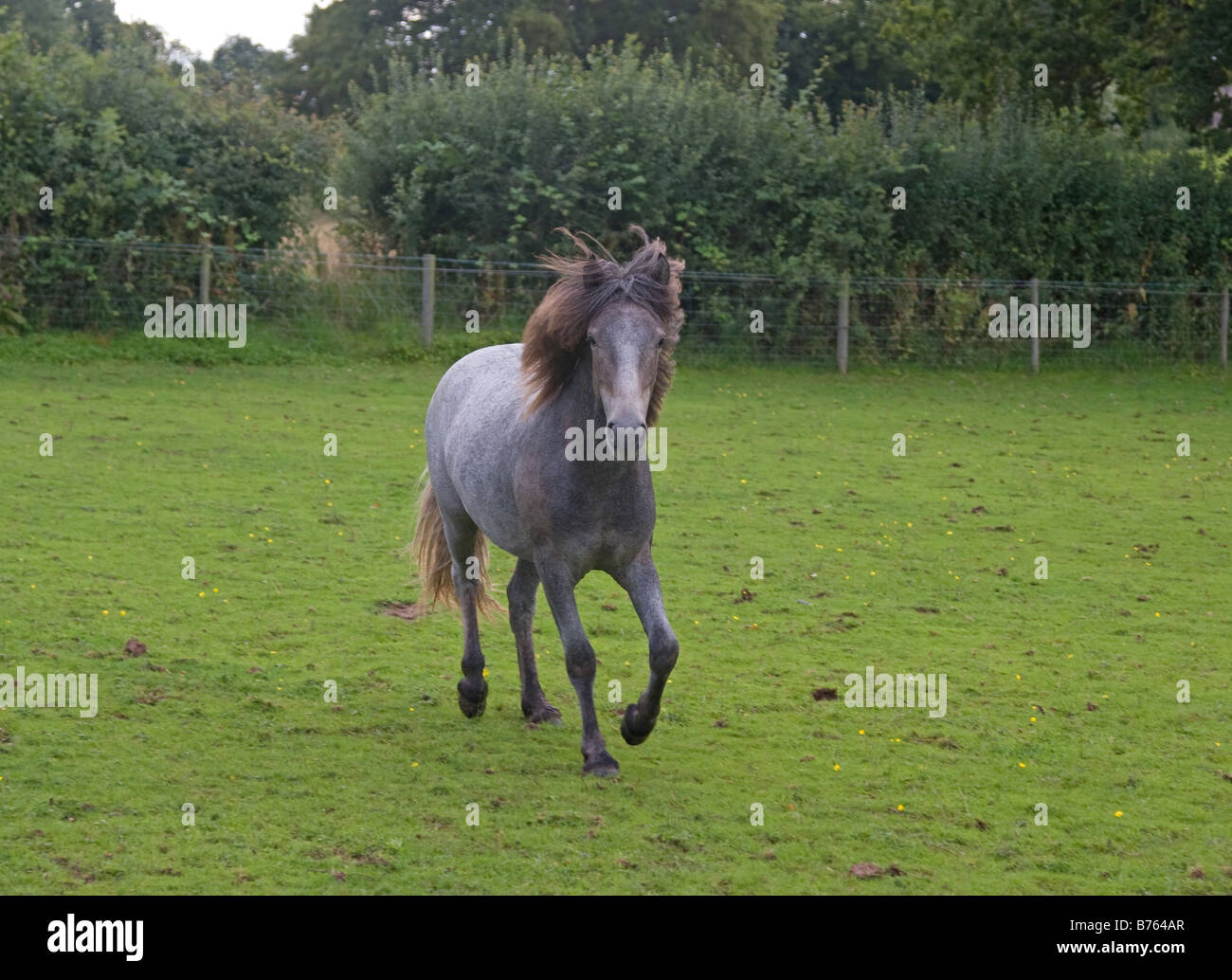 Eriskay pony colt Stock Photo - Alamy