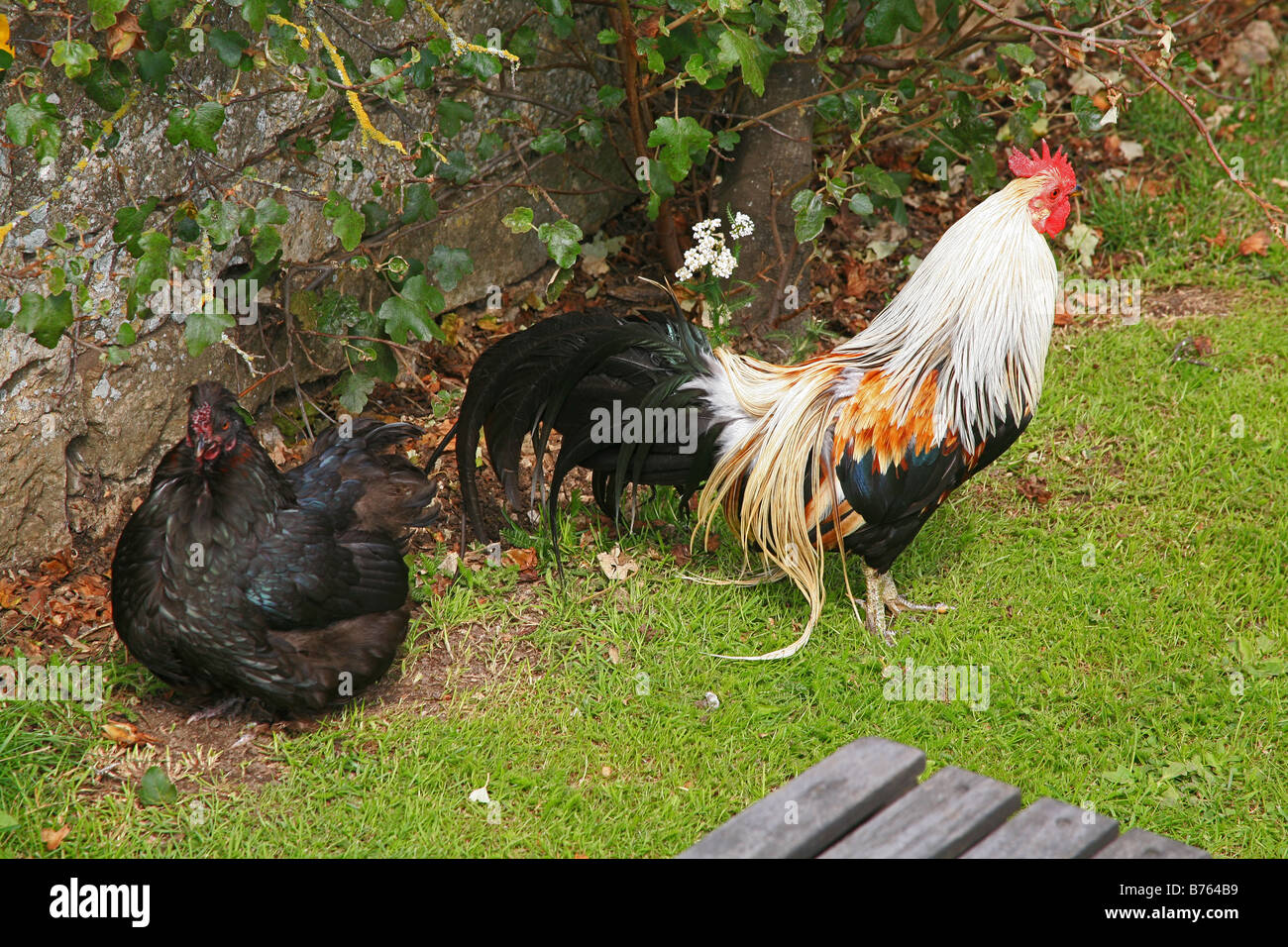Silver Duckwing bantam cockerel with Silkie cross hen outside the ...