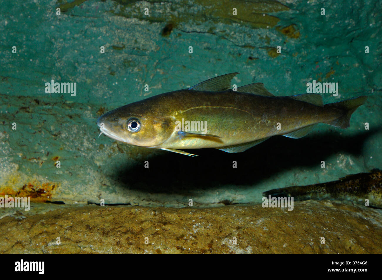 Pacific tomcod Microgadus proximus captive Stock Photo - Alamy