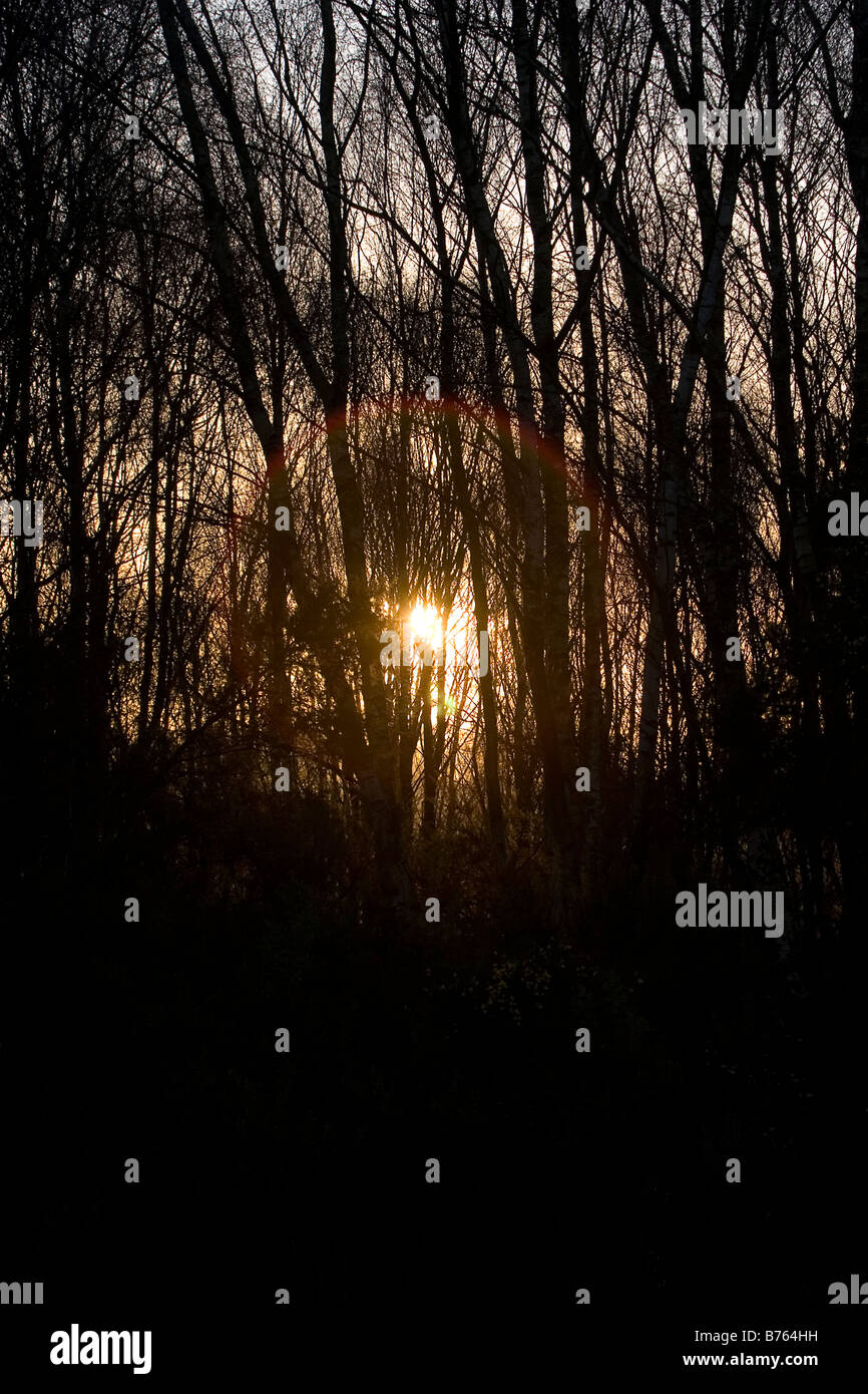 Sun Shining Through Trees Stock Photo - Alamy