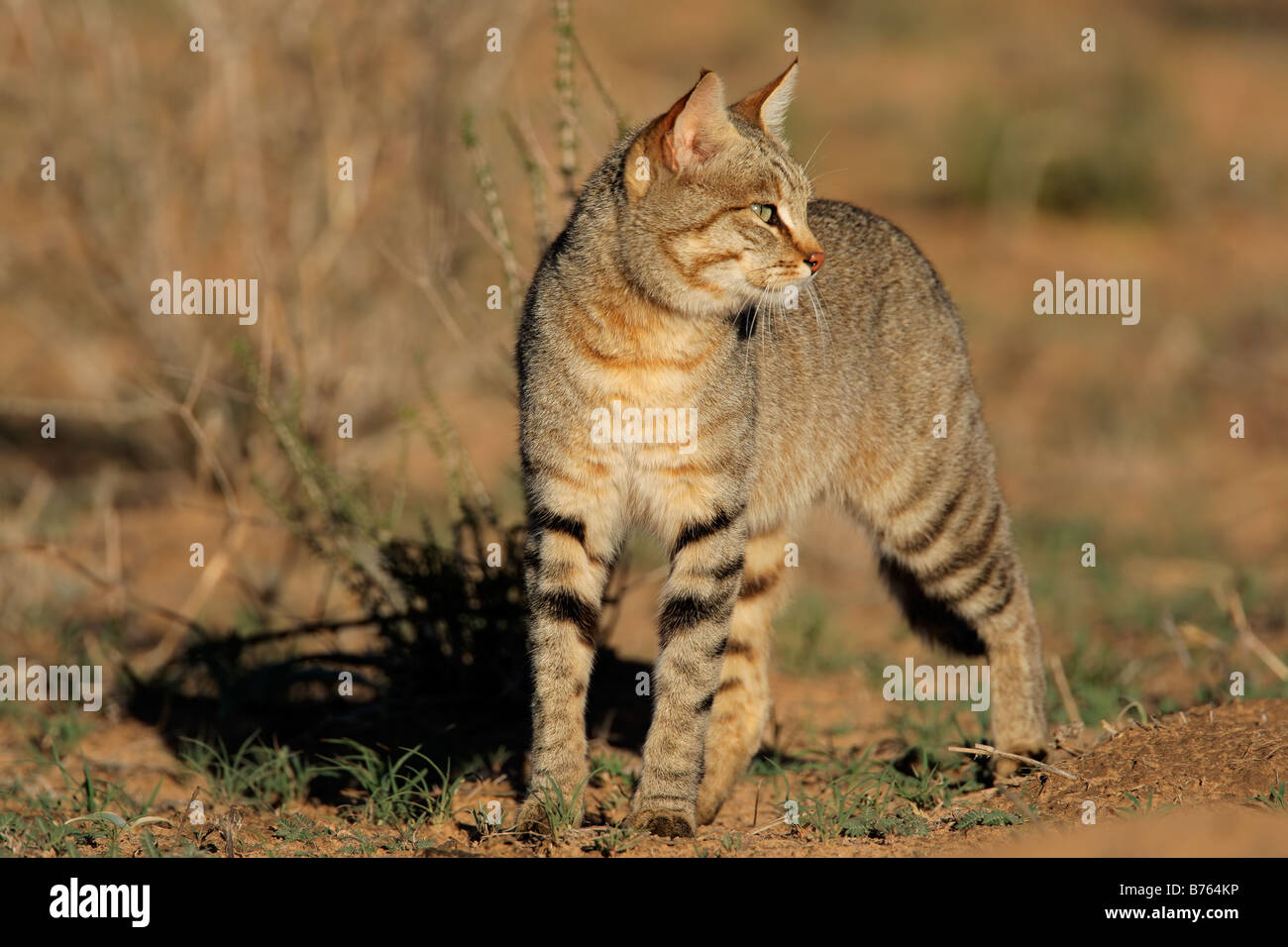 An African wild cat (Felis silvestris lybica), Kgalagadi Transfrontier ...