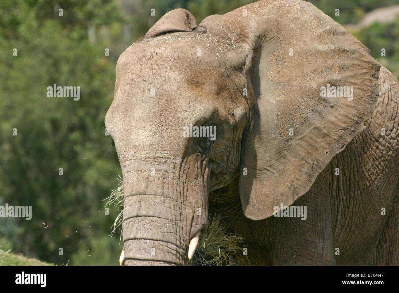 Elephant eating in zoo hi-res stock photography and images - Alamy